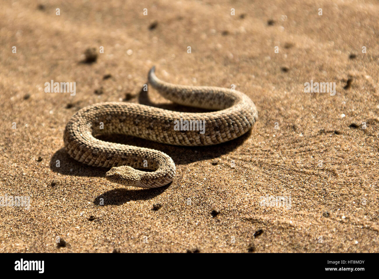 Sidewinder snake tracks hi-res stock photography and images - Alamy