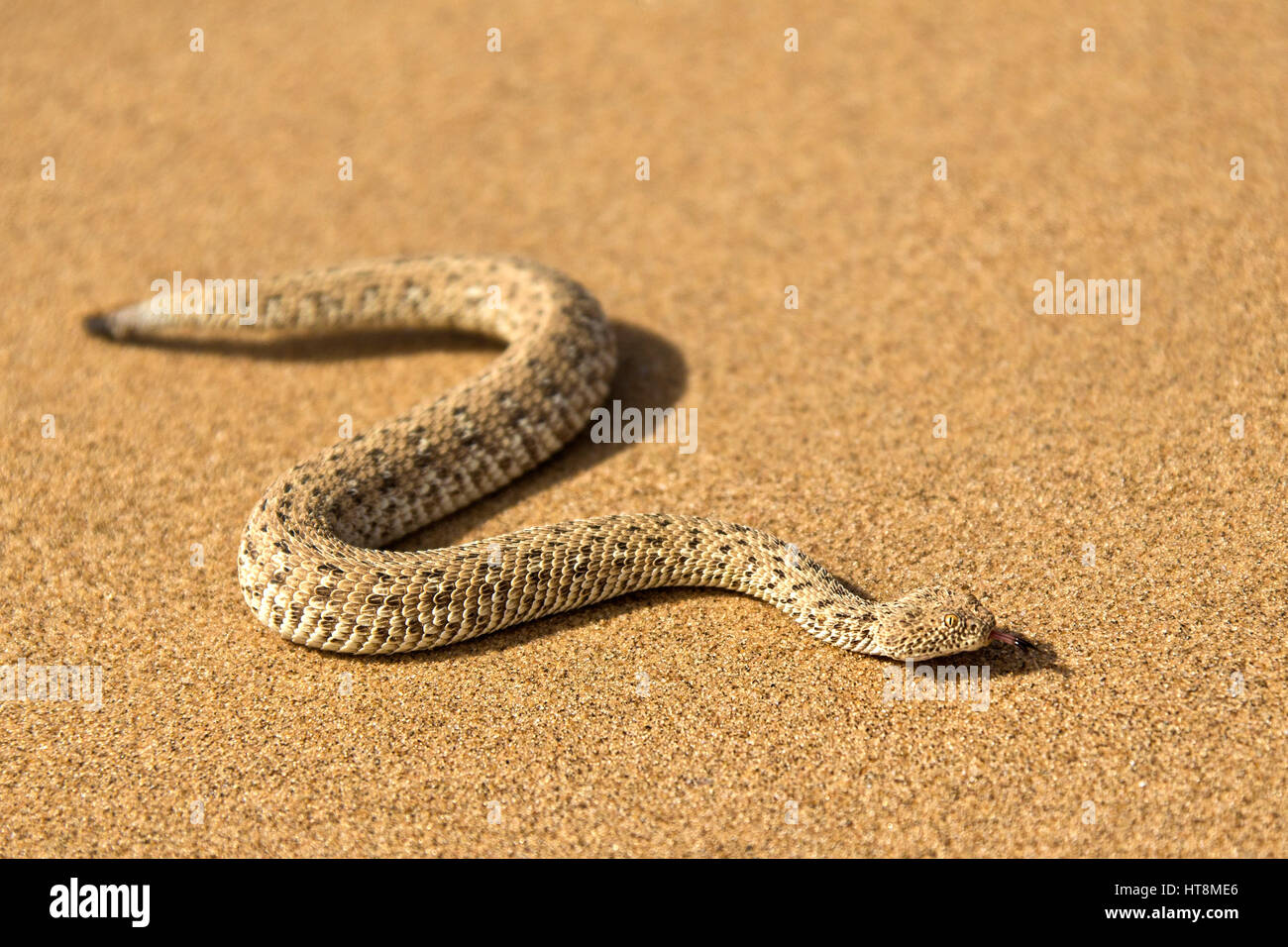 Desert Snake Sidewinder High Resolution Stock Photography and Images ...