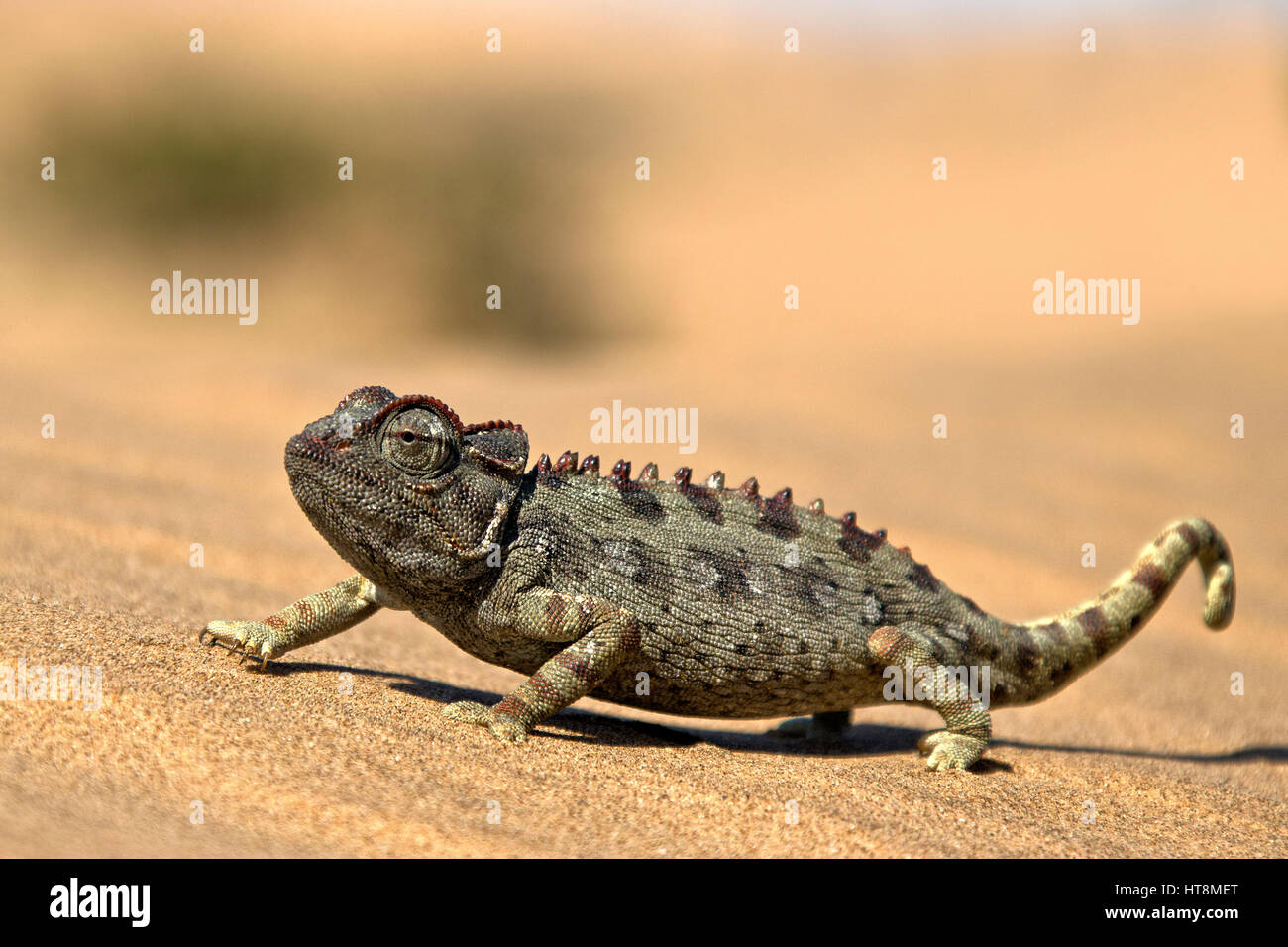 Namibian chameleon hi-res stock photography and images - Alamy