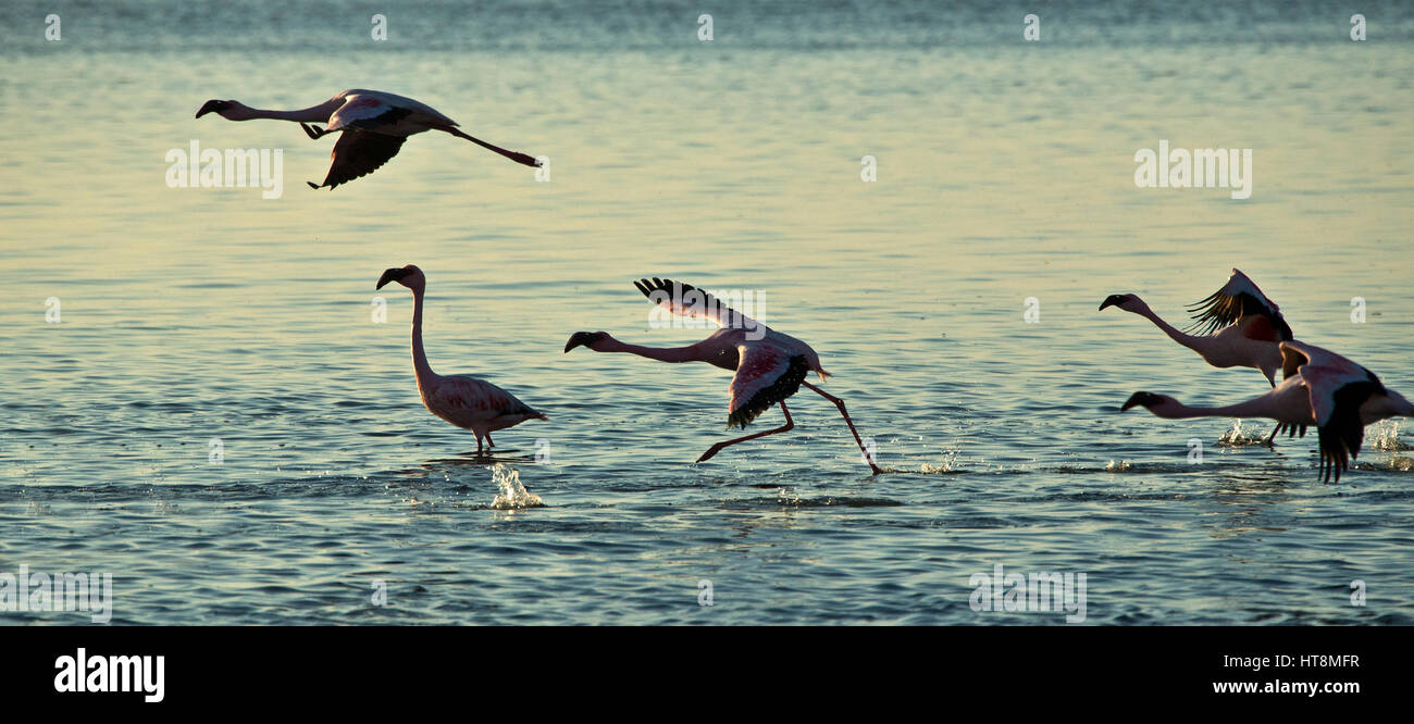 Flamingo take off hi-res stock photography and images - Alamy
