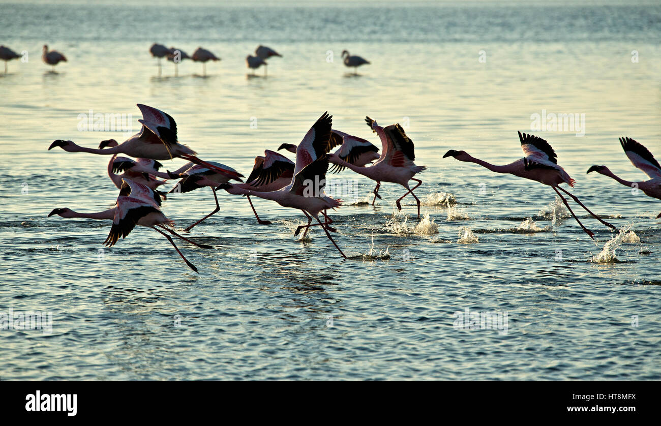Flamingo take off hi-res stock photography and images - Alamy