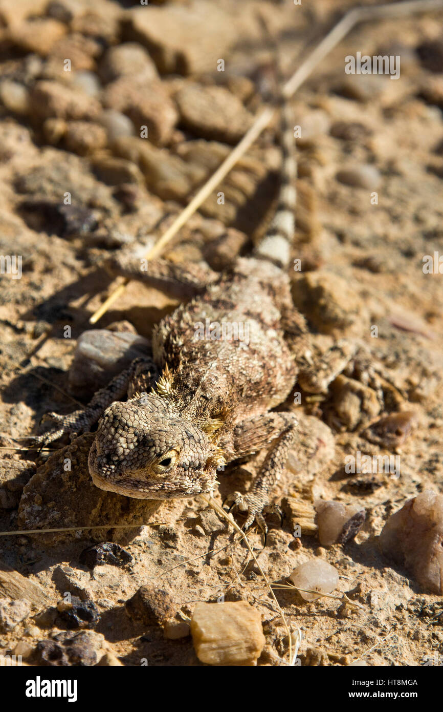Ground agama africa hi-res stock photography and images - Alamy