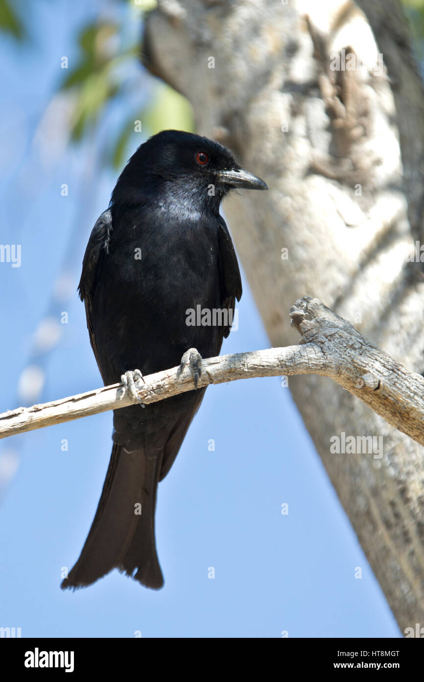 Forked tail hi-res stock photography and images - Alamy