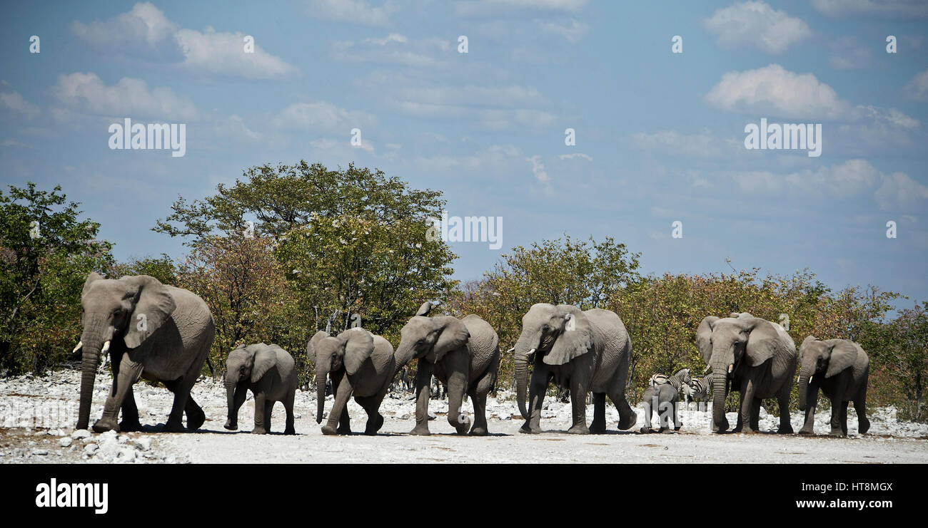 A breeding herd of elephants striding purposfully from the mopane trees ...