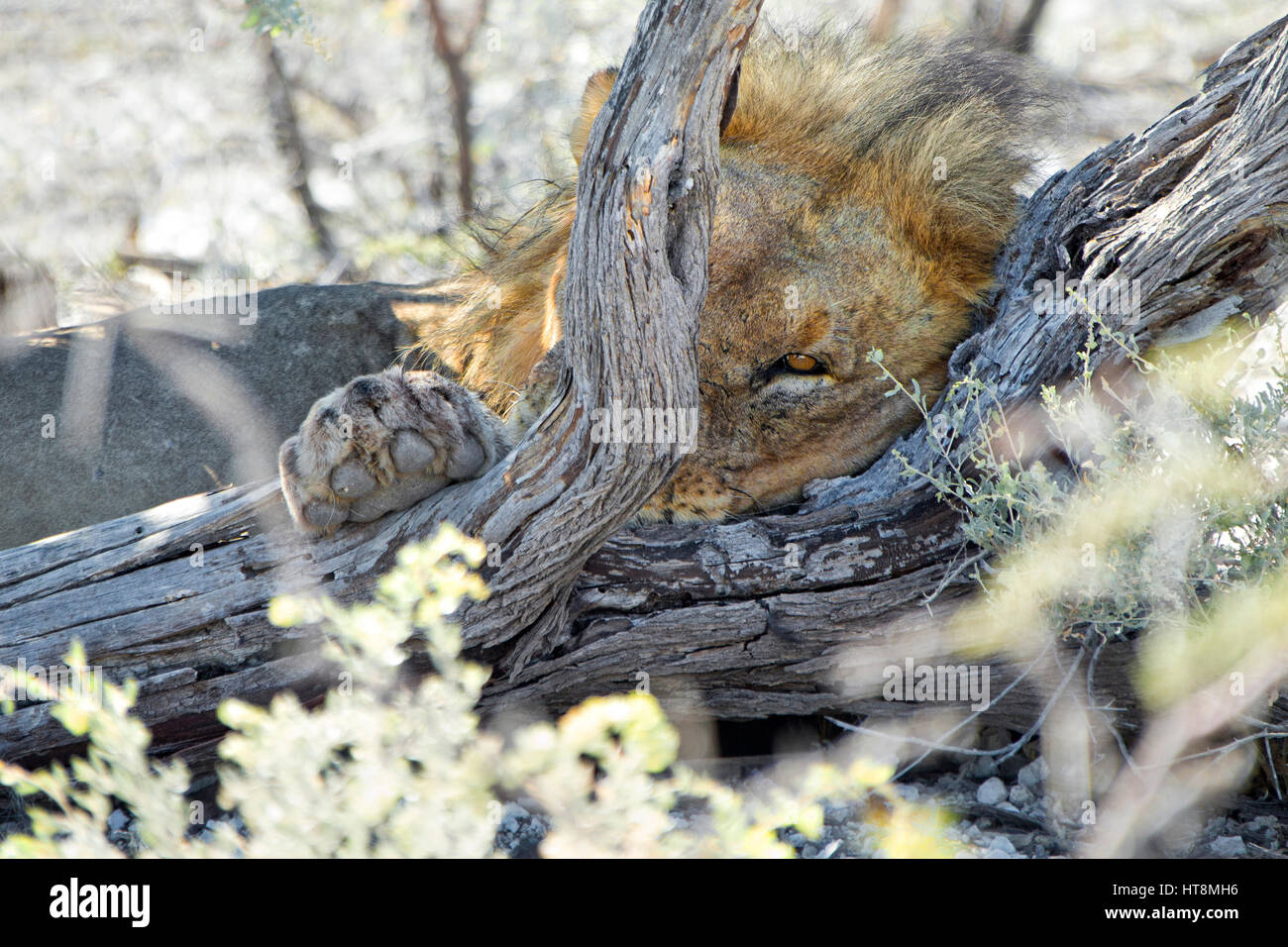 A single eye of a resting lion peering out from behind a dead tree ...