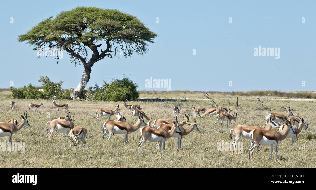 Springbok Herd on the plains of Etosha in the wet season Stock Photo ...