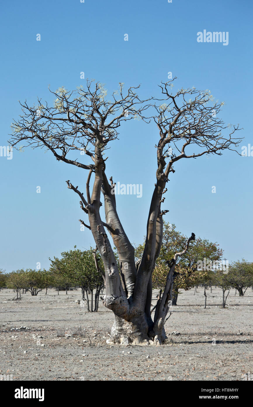 Moringa tree in Etosha Stock Photo - Alamy
