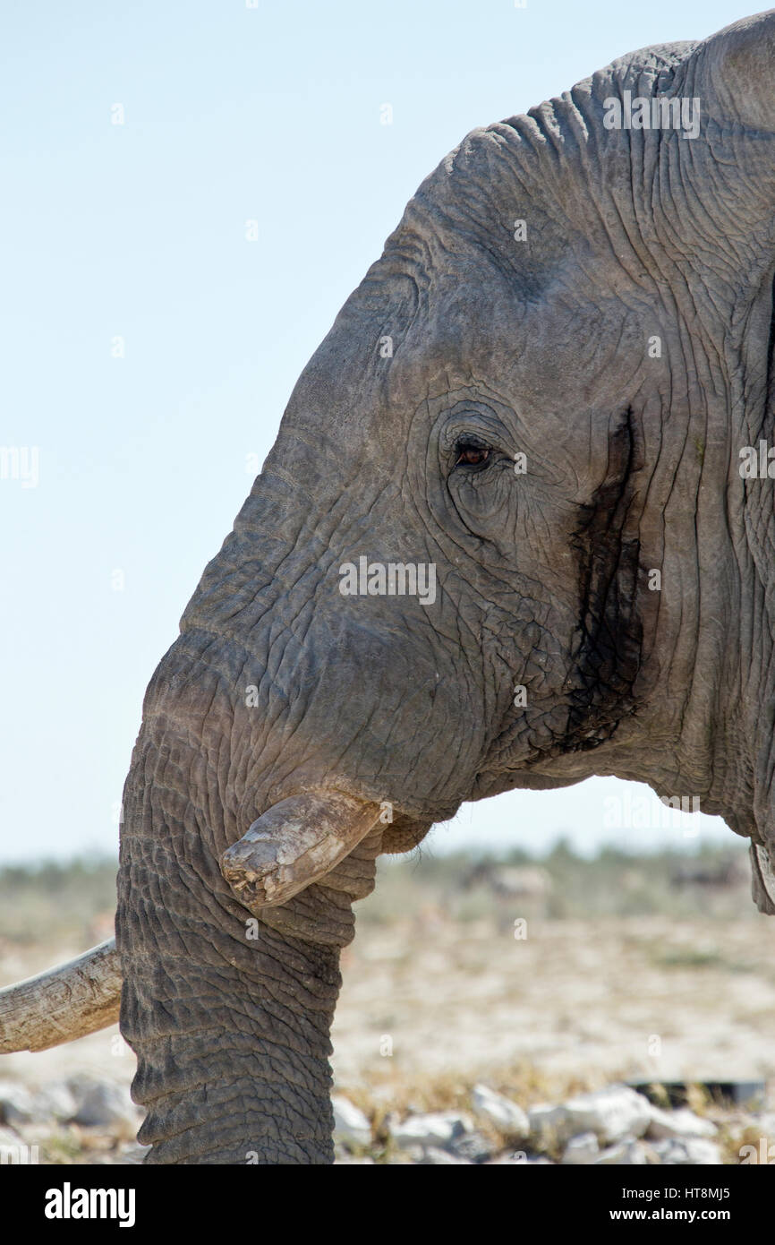 African Elephant in musth Stock Photo - Alamy