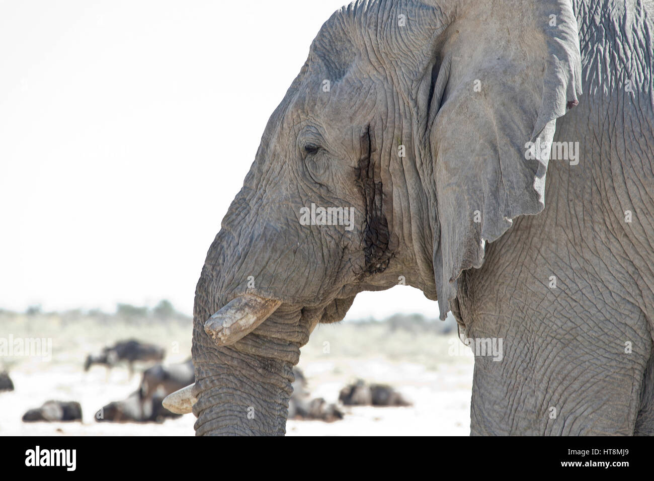 Elephant musth hi-res stock photography and images - Alamy