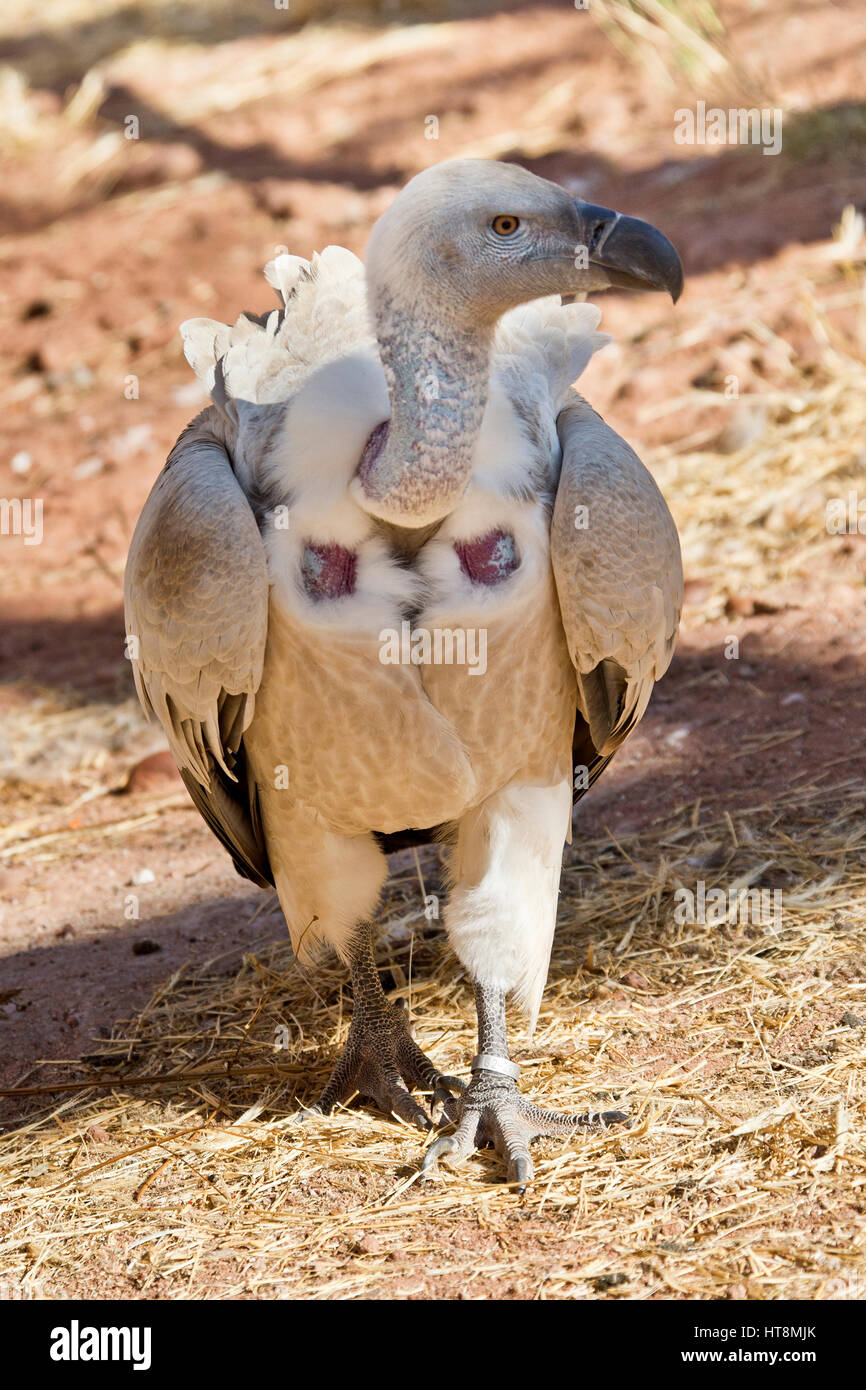 Endangered Raptor High Resolution Stock Photography and Images - Alamy