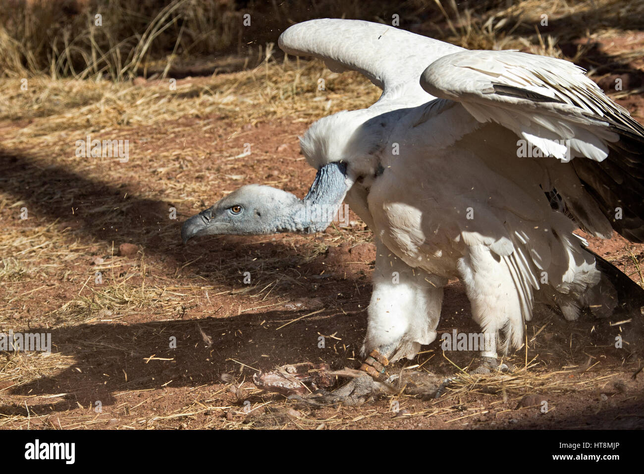 Vulture attack hi-res stock photography and images - Alamy