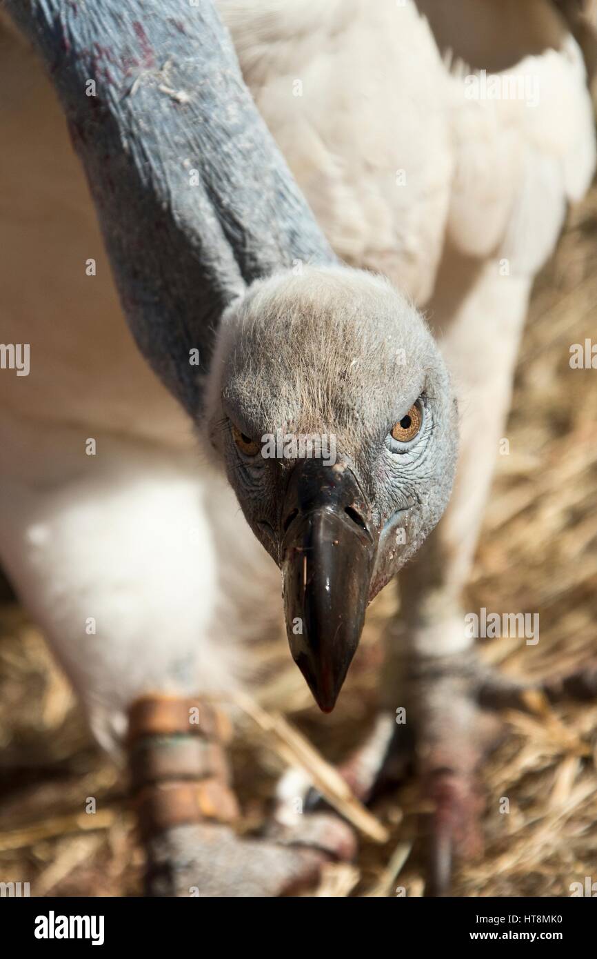 Frontal face hi-res stock photography and images - Alamy