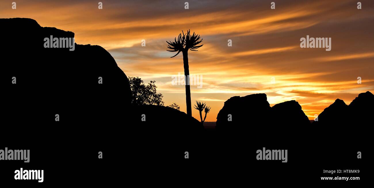 Quiver tree silhouette High Resolution Stock Photography and Images - Alamy