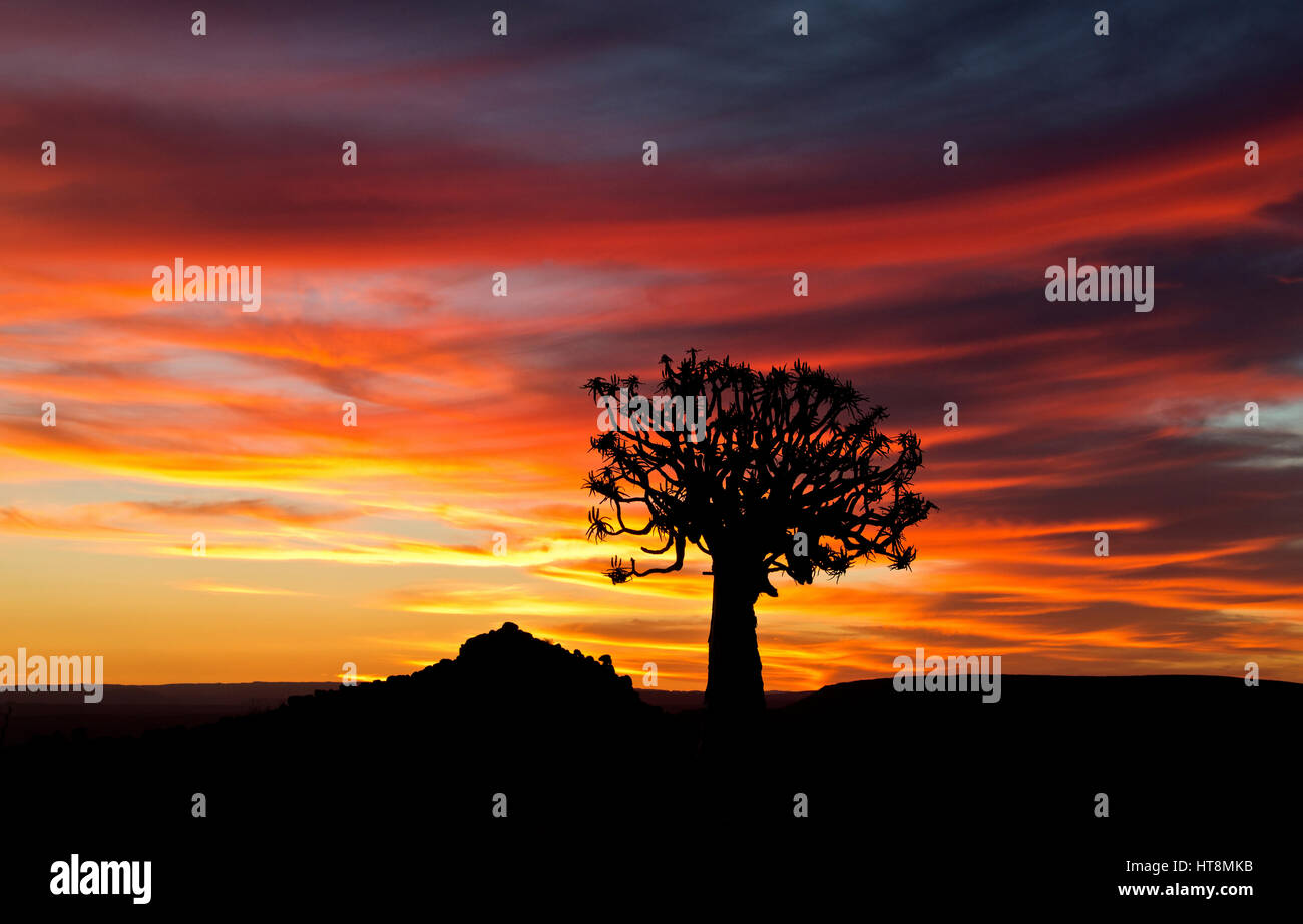 Quiver tree silhouette in dramatic sunset Stock Photo - Alamy