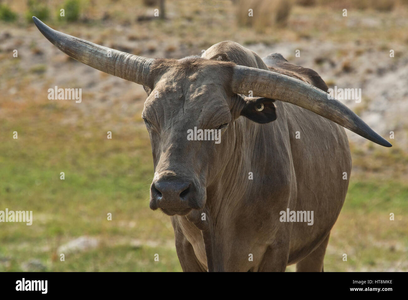 Beige cow with horns hi-res stock photography and images - Alamy