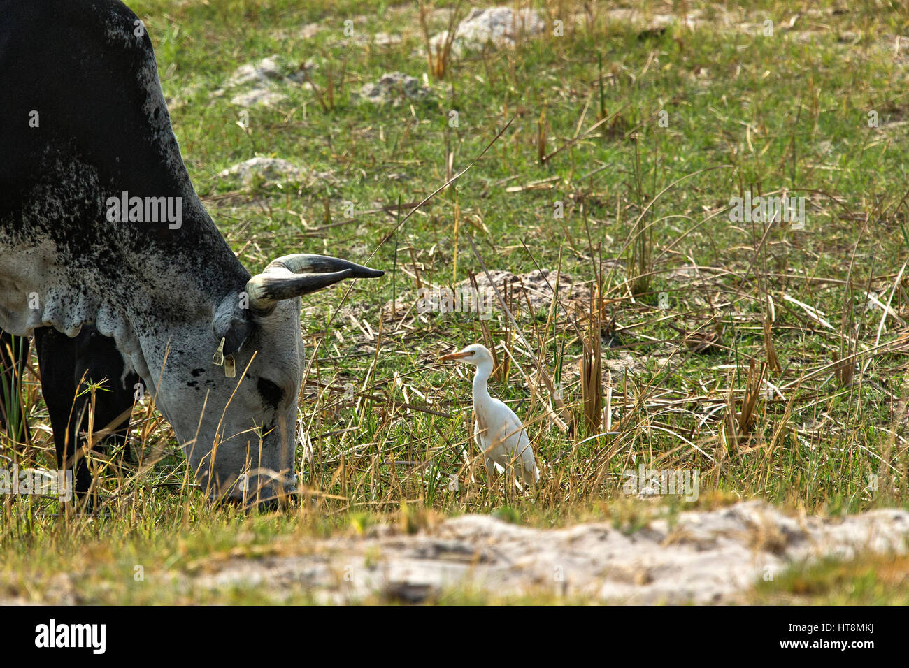 A cattle egret watching a cow munch grass Stock Photo - Alamy