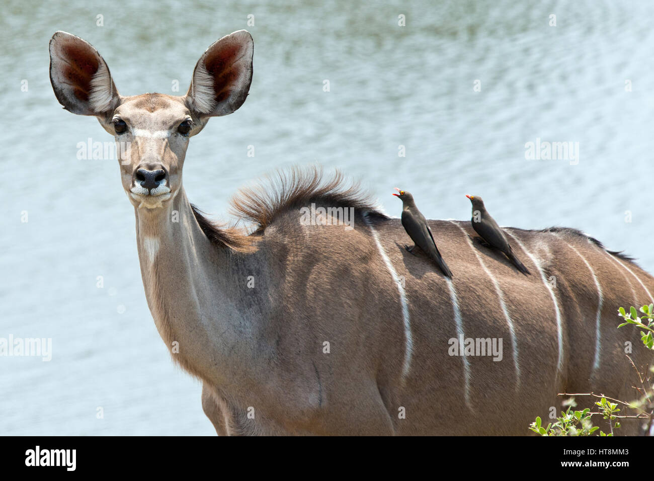 Two oxpeckers hi-res stock photography and images - Alamy
