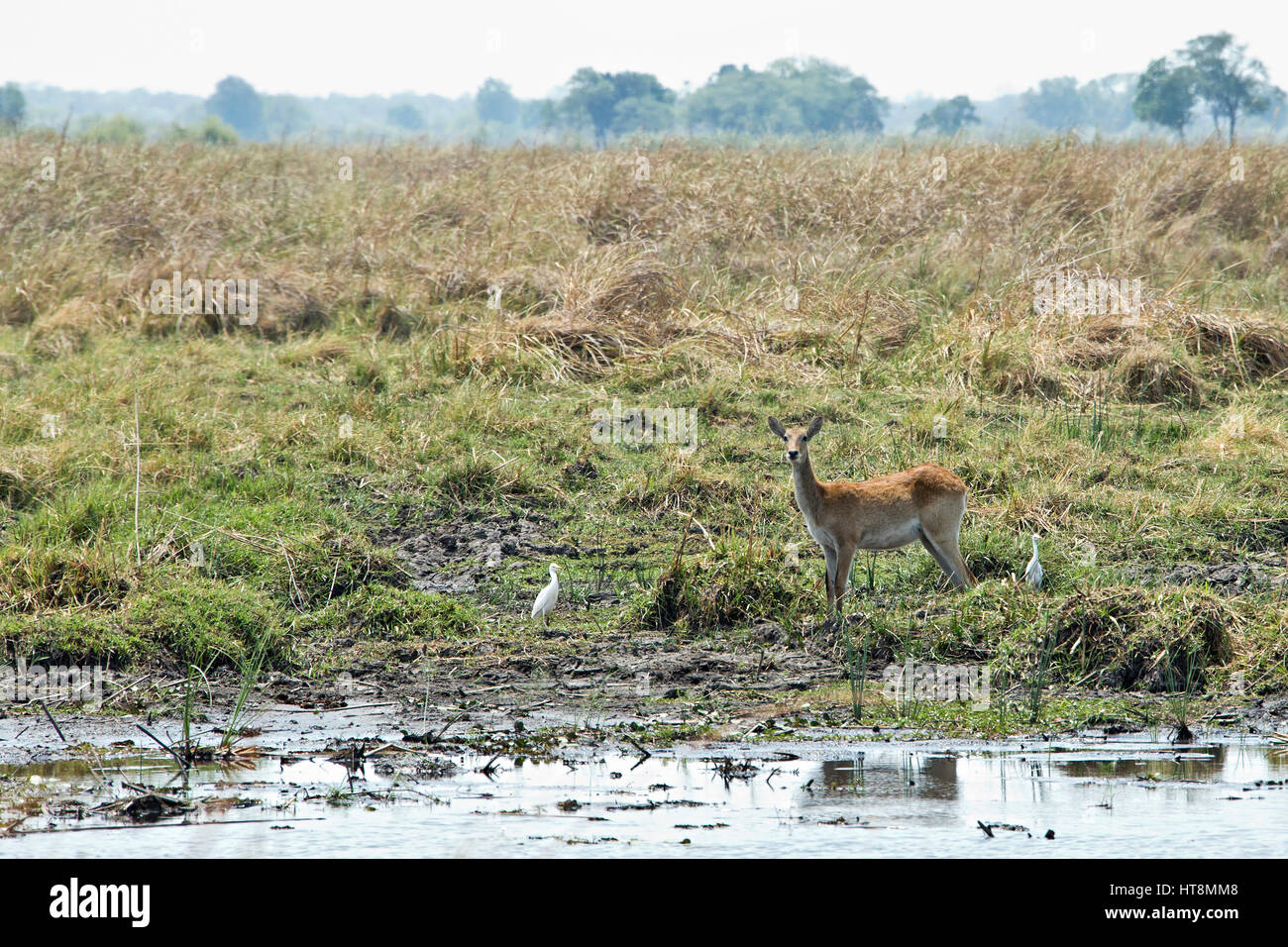 Lechwe antelope hi-res stock photography and images - Alamy