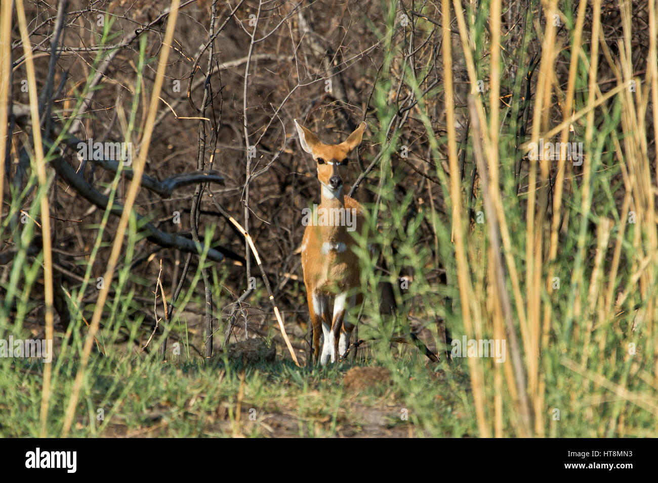 Bushbuck on the River Bank Stock Photo - Alamy