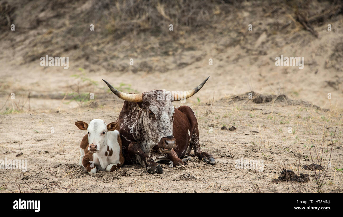 Calf horns hi-res stock photography and images - Alamy