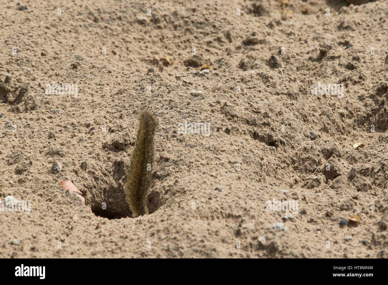 A ground squirrell's tail disappearing down the hole Stock Photo - Alamy