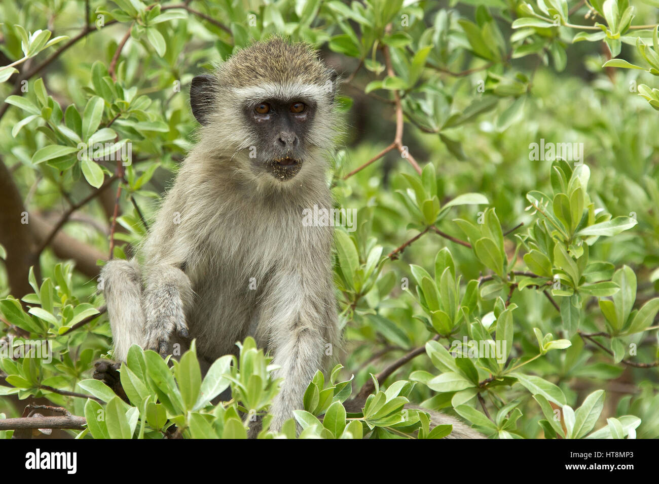 An alert vervet monkey face on Stock Photo - Alamy