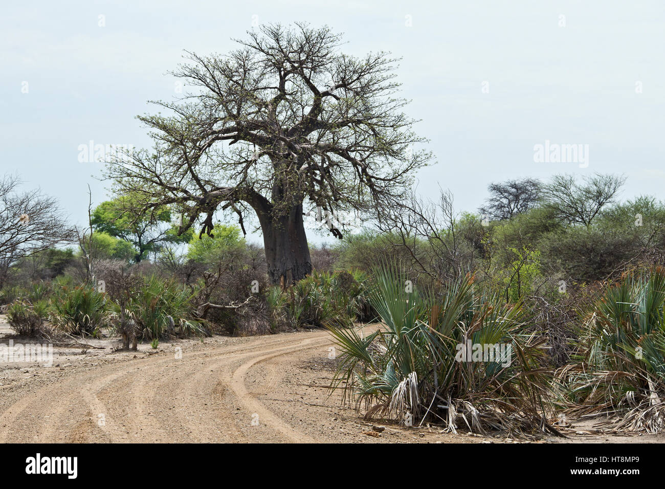 Baobab big tree namibia hi-res stock photography and images - Alamy