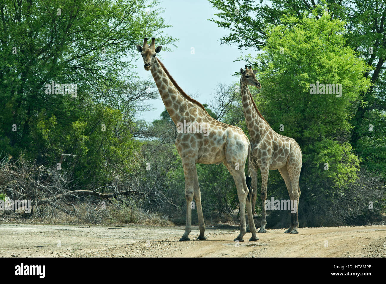Two Giraffes in the road in Mahangu Park on Caprivi during the rainy ...