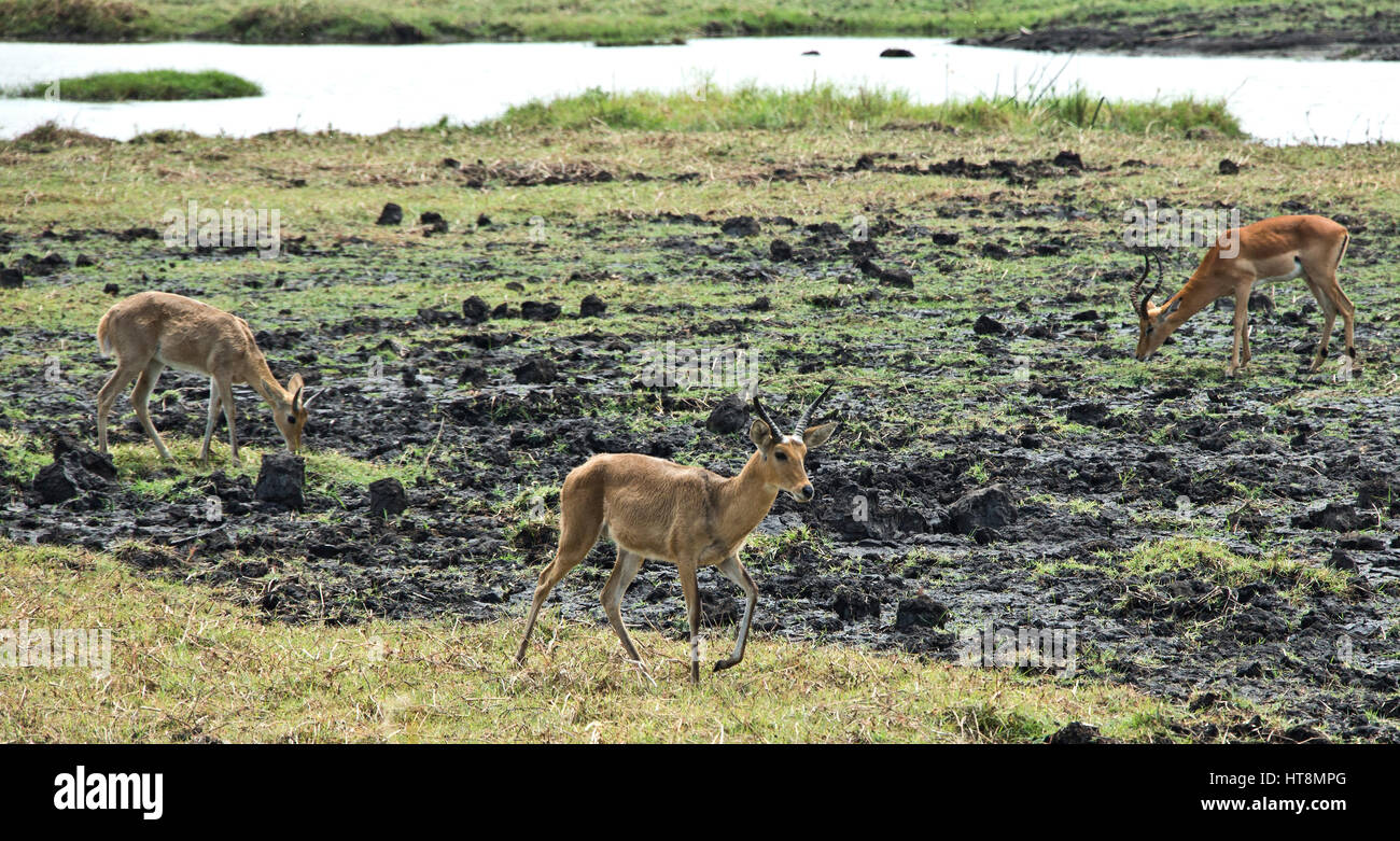 The difference between Impala (right) and Red Lechwe in the mud by the ...