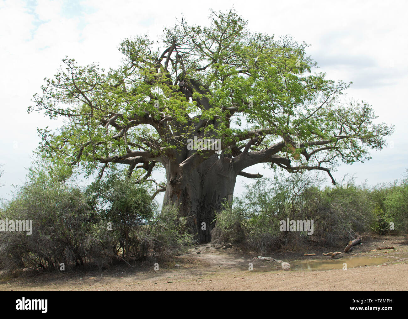 Big Baobab - Mahangu Park Namibia in the rainy season Stock Photo - Alamy