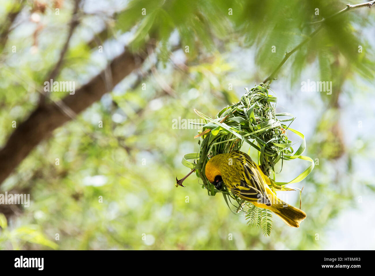 Southern Masked Weaver building new nest Stock Photo - Alamy