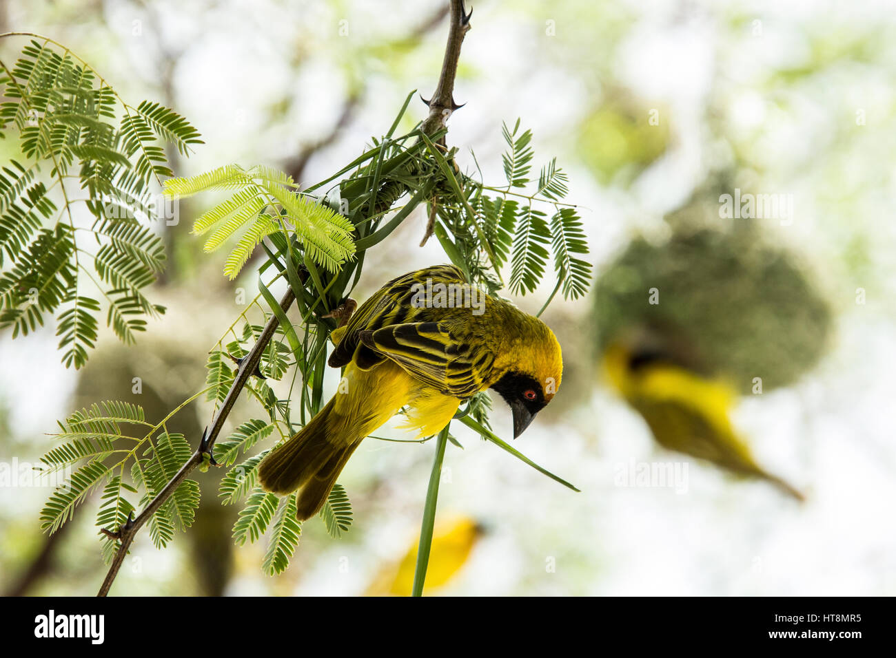 Southern Masked Weaver building new nest Stock Photo - Alamy