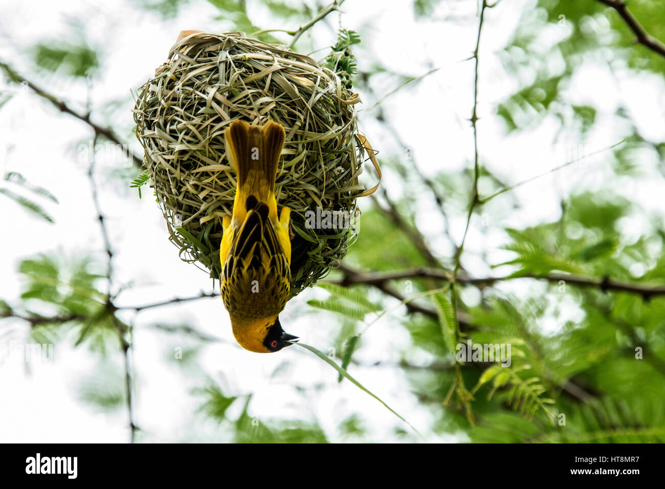 Weaver bird building nest hi-res stock photography and images - Alamy