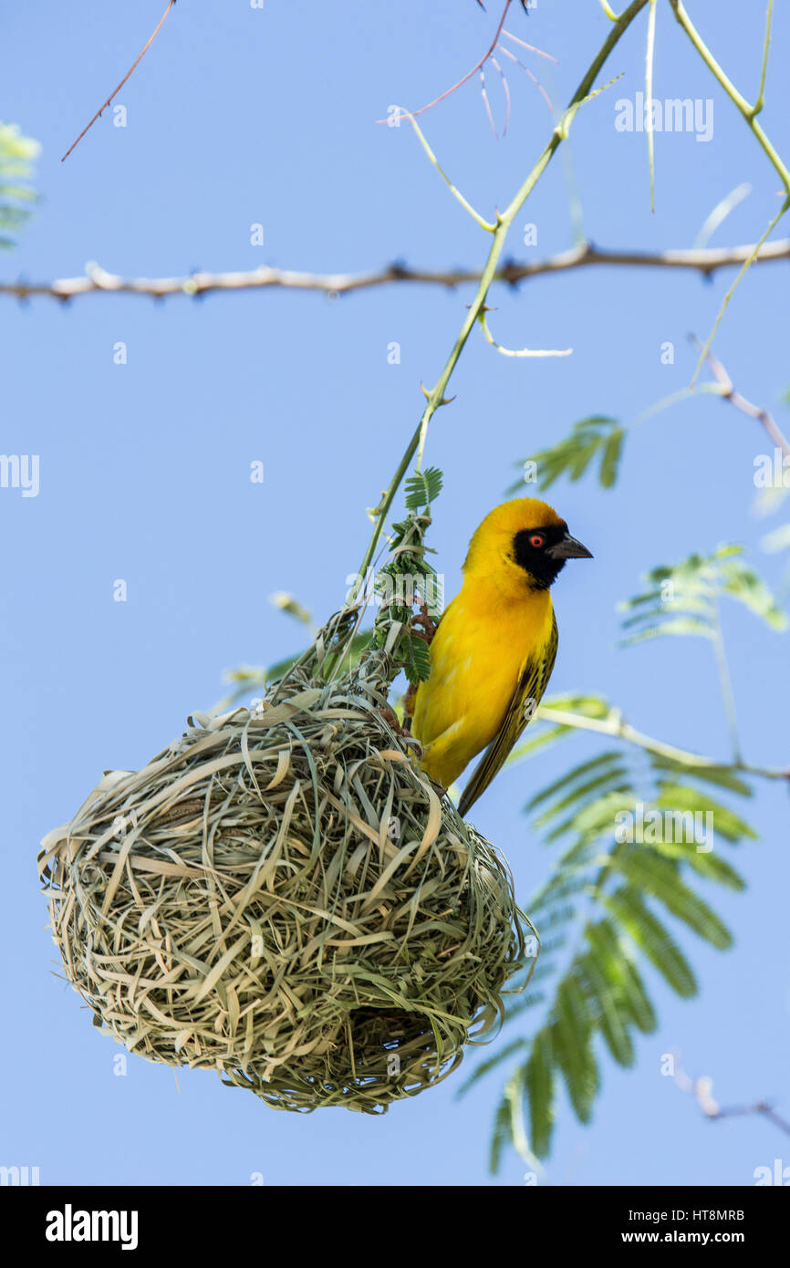Weaver bird building nest hi-res stock photography and images - Alamy