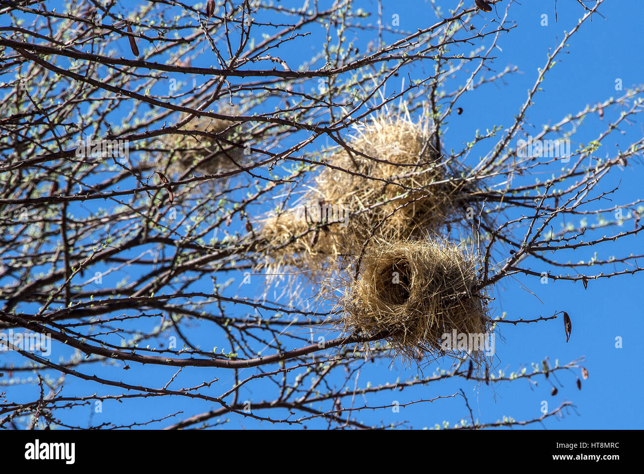 Weaver bird nests hi-res stock photography and images - Alamy