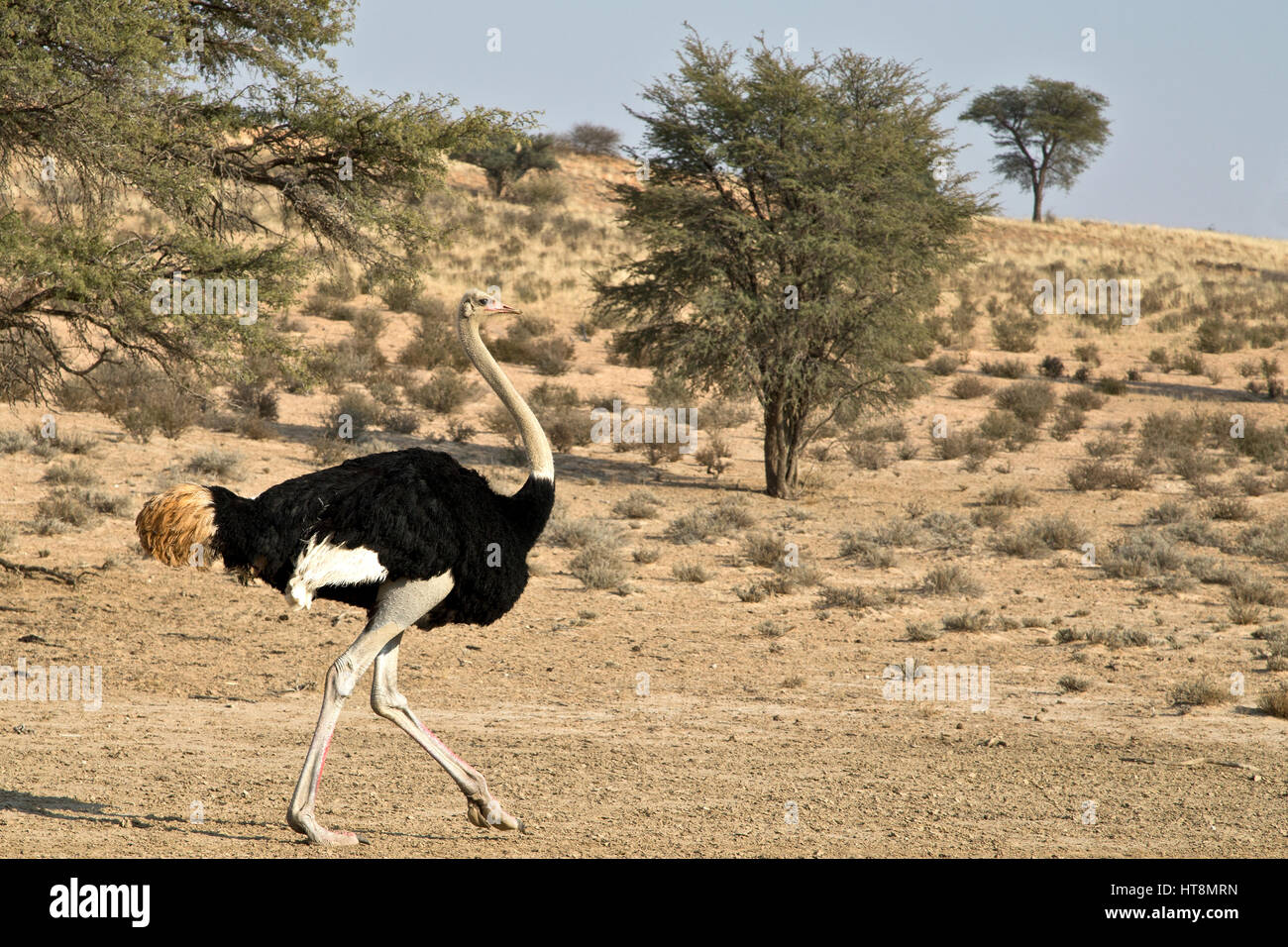 Strutting about hi-res stock photography and images - Alamy
