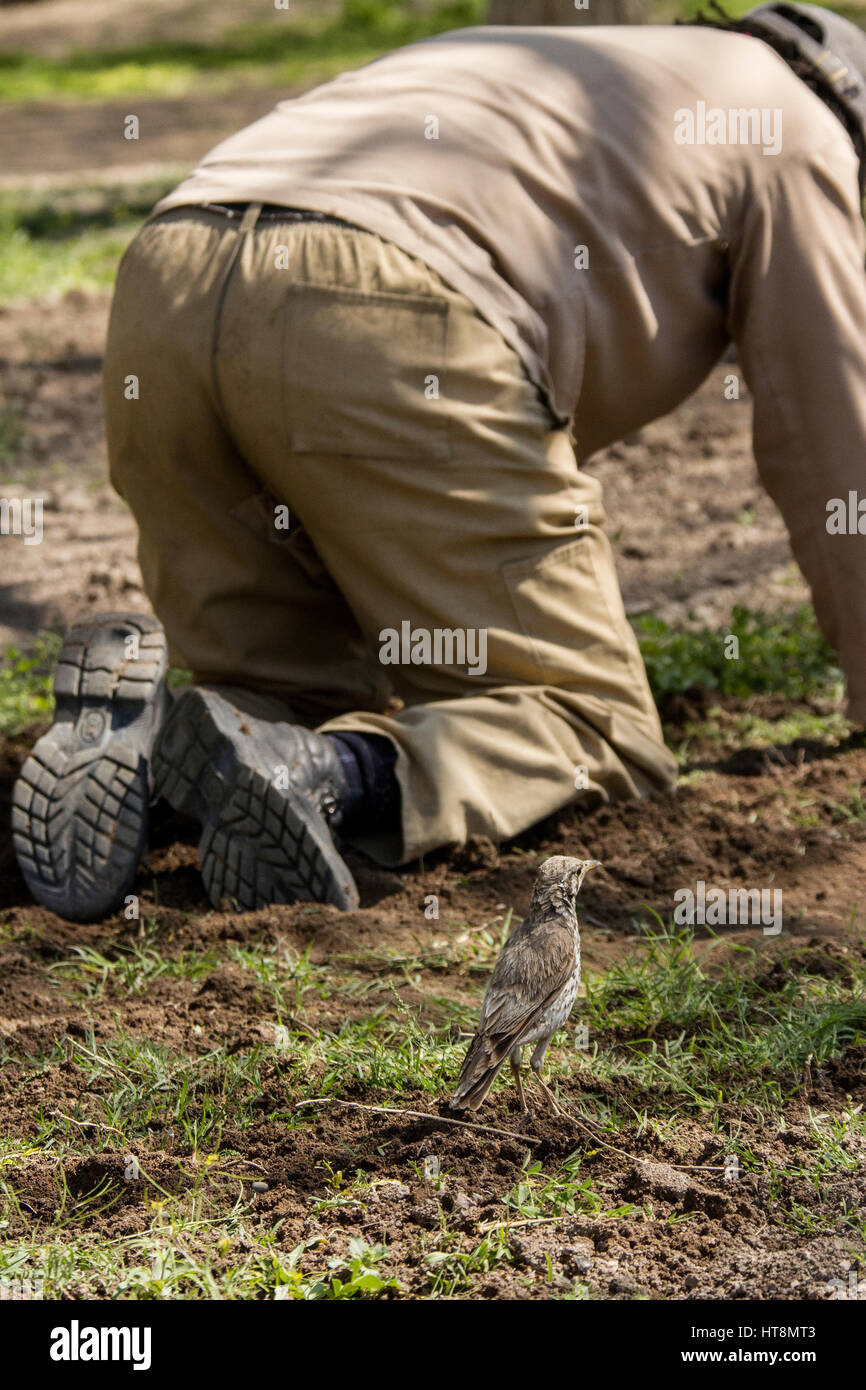 A gardener at work while a ground scraper thrush supervises and takes ...