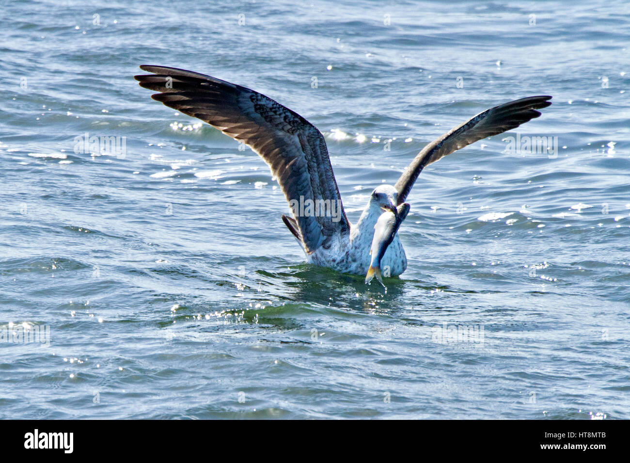 Gull caught a fish hi-res stock photography and images - Alamy