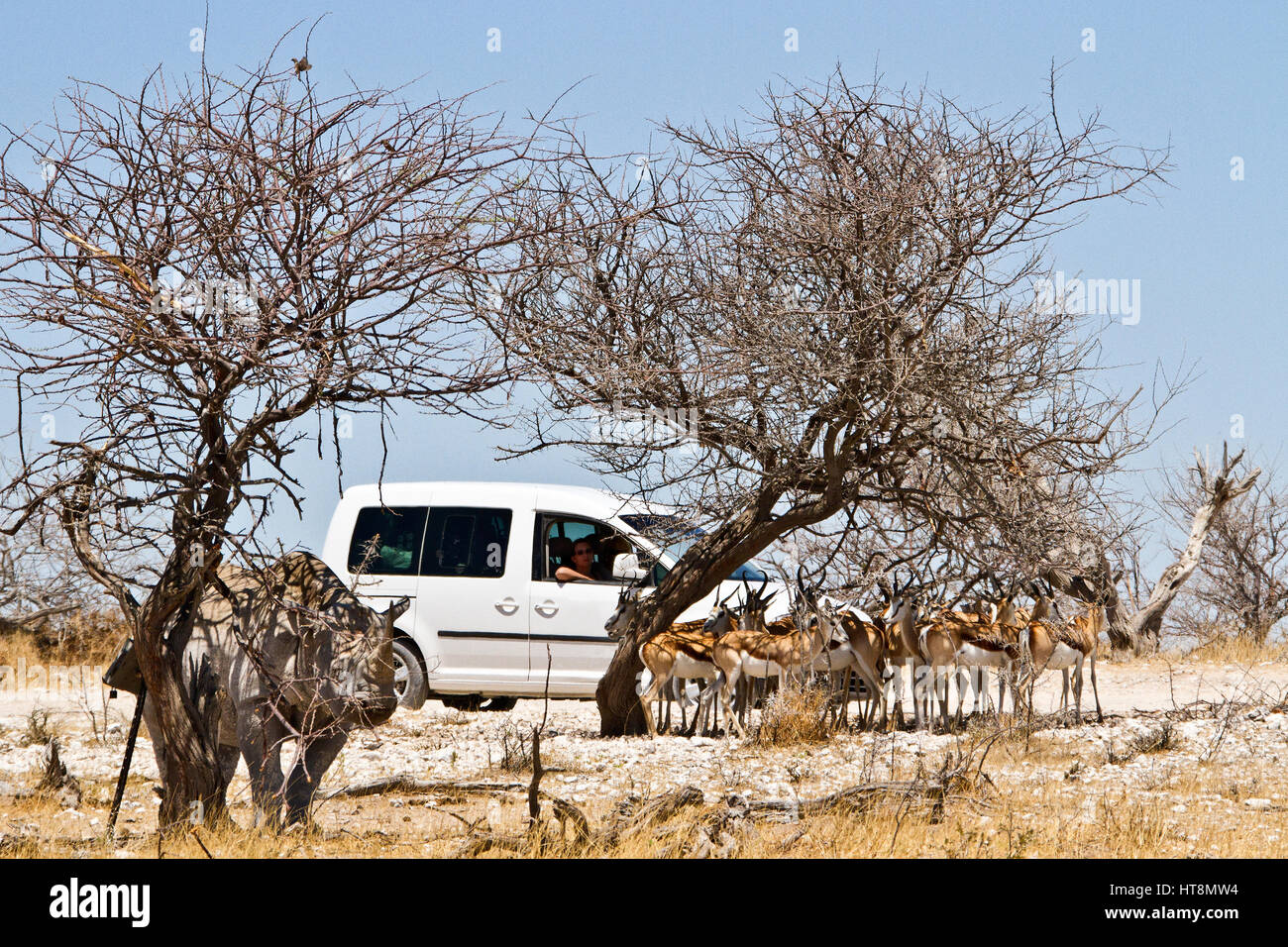 Watching white rhino and springbok from a car Stock Photo - Alamy