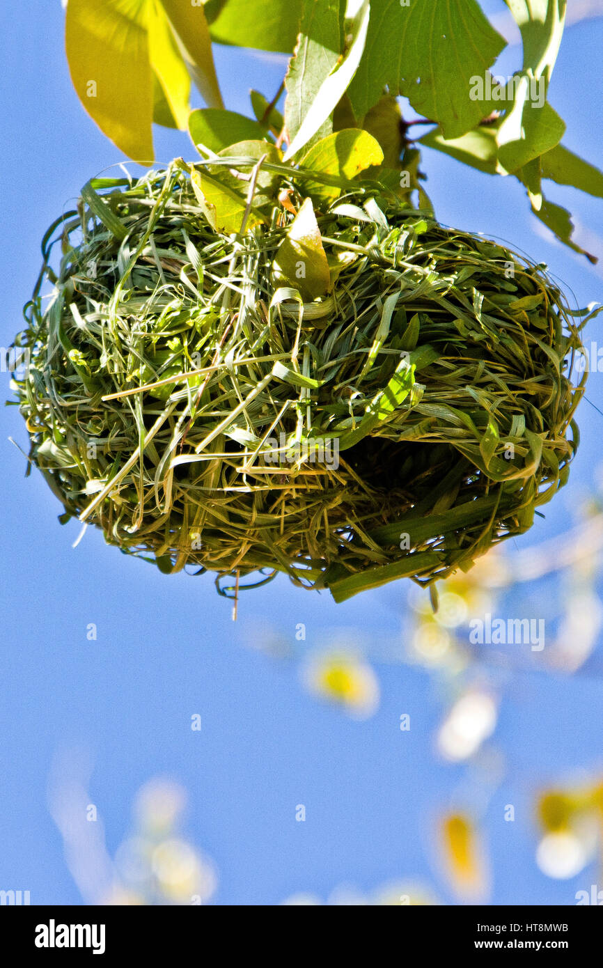 A new, green masked Weaver nest Stock Photo - Alamy
