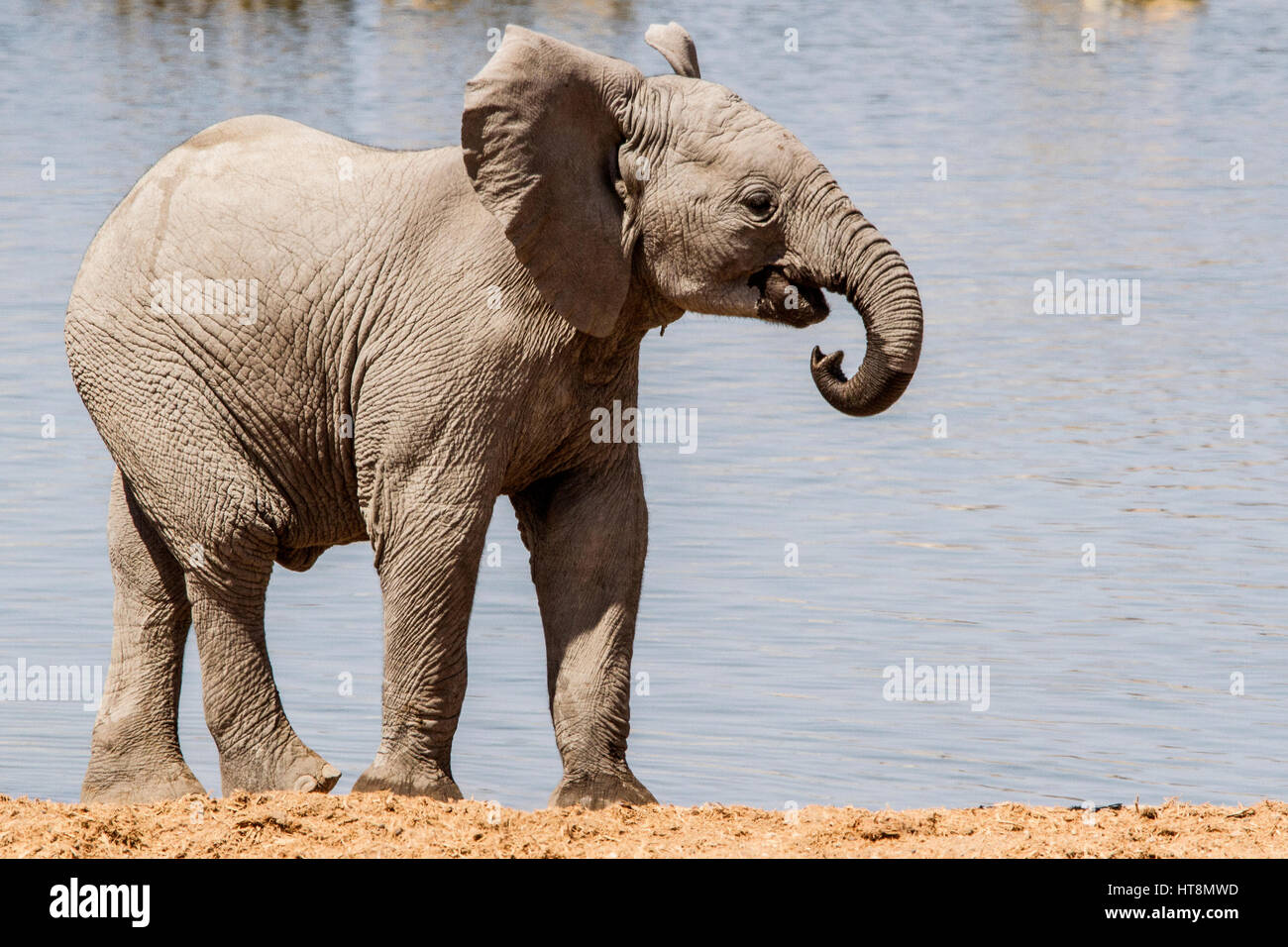 A "teenage" elephant stands alone Stock Photo - Alamy