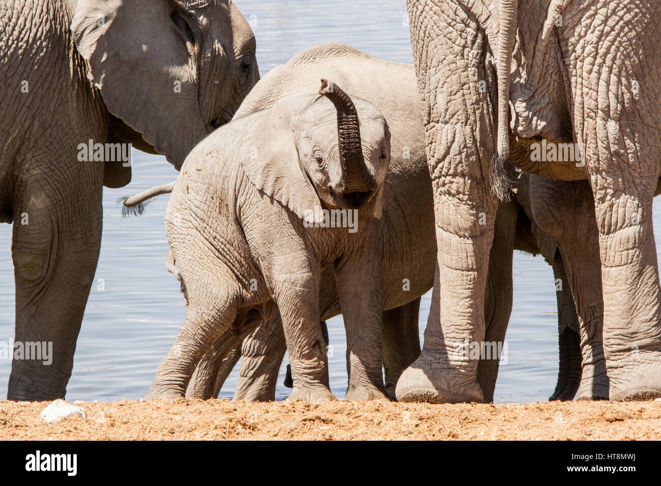 Elephant trunk up hi-res stock photography and images - Alamy