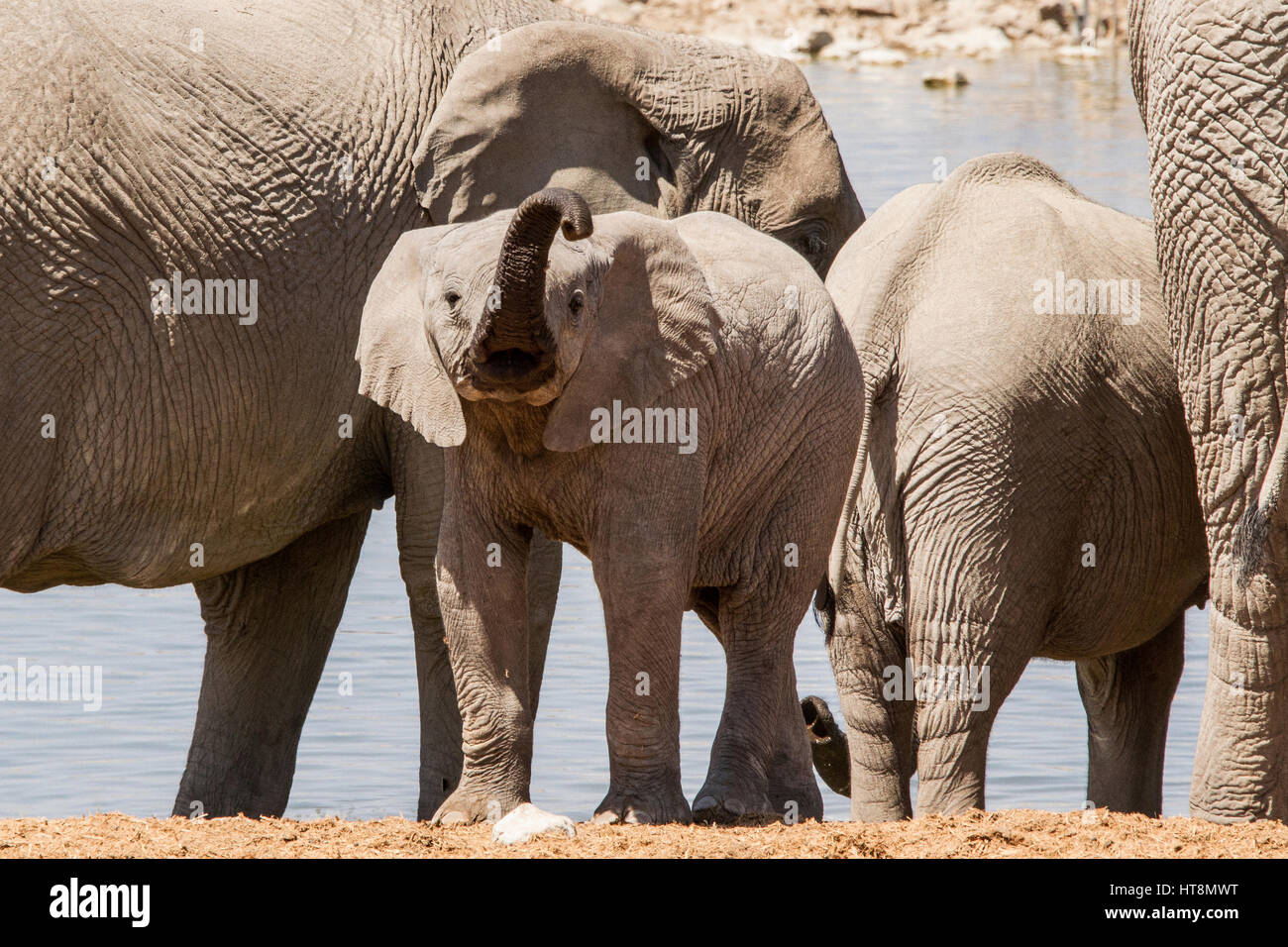 Elephant trunk up hi-res stock photography and images - Alamy