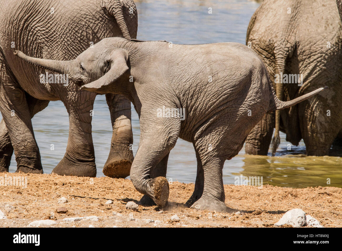Elephant practice hi-res stock photography and images - Alamy