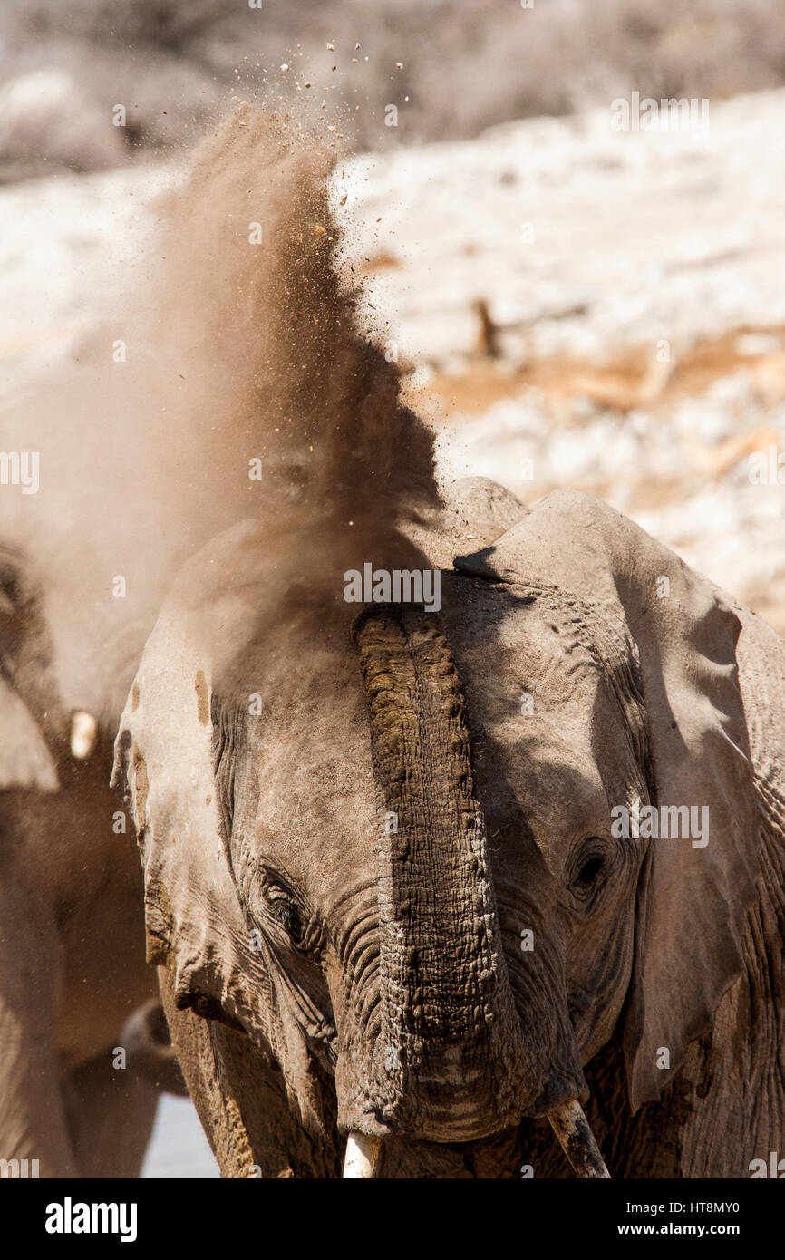 A young African elephant learning to use its trunk to spray dust over ...