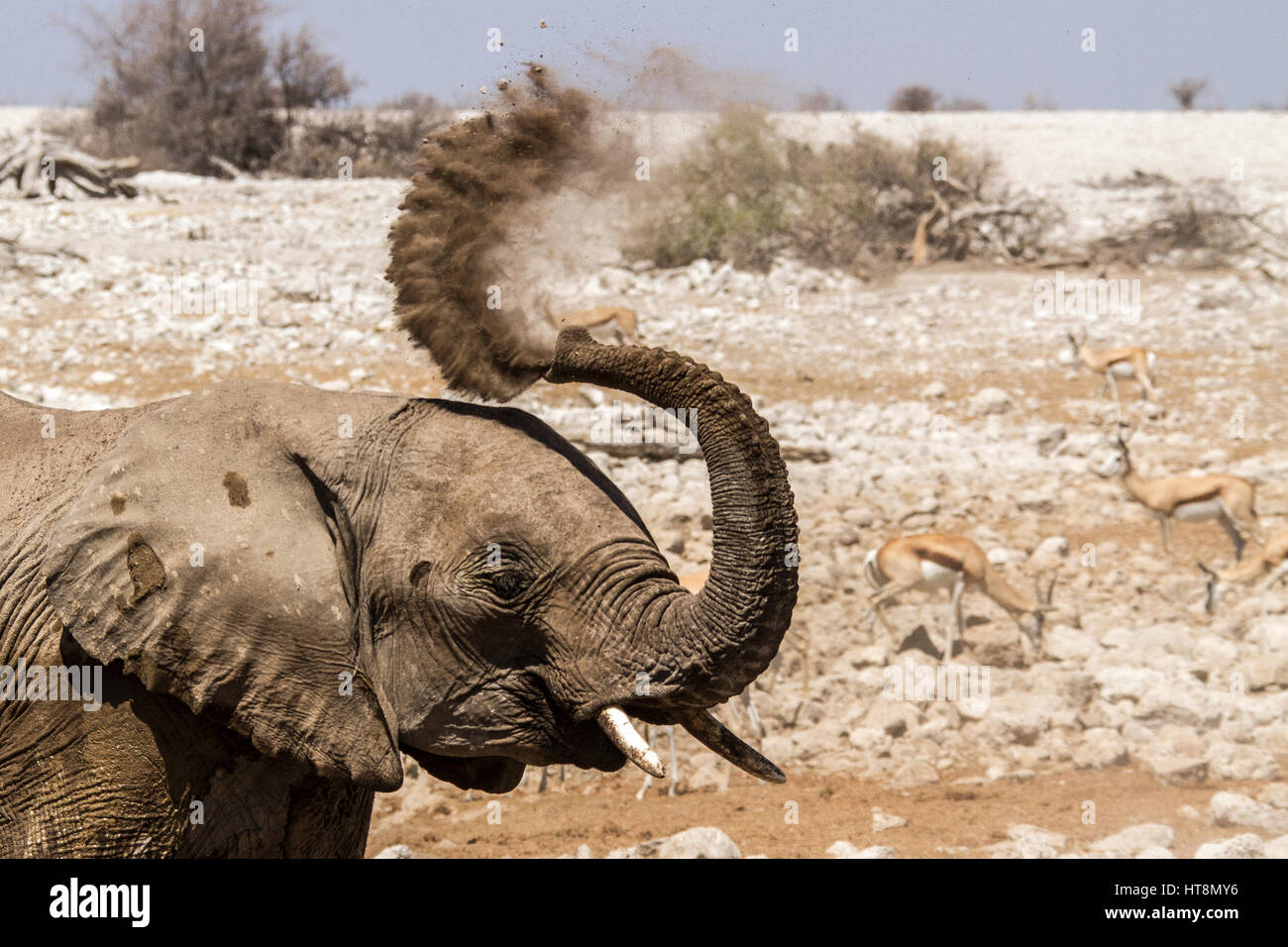 A young African elephant learning to use its trunk to spray dust over ...