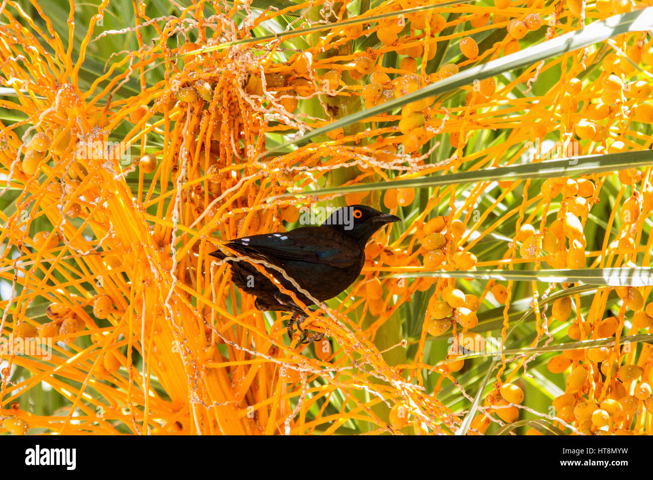 Pale wing starling in Yellow palm nuts Stock Photo - Alamy