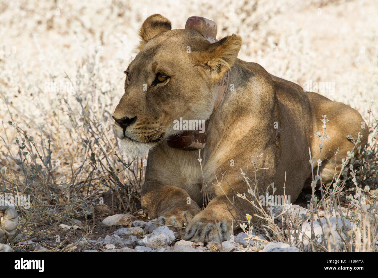 Lion with collar relaxing in the shade Stock Photo - Alamy
