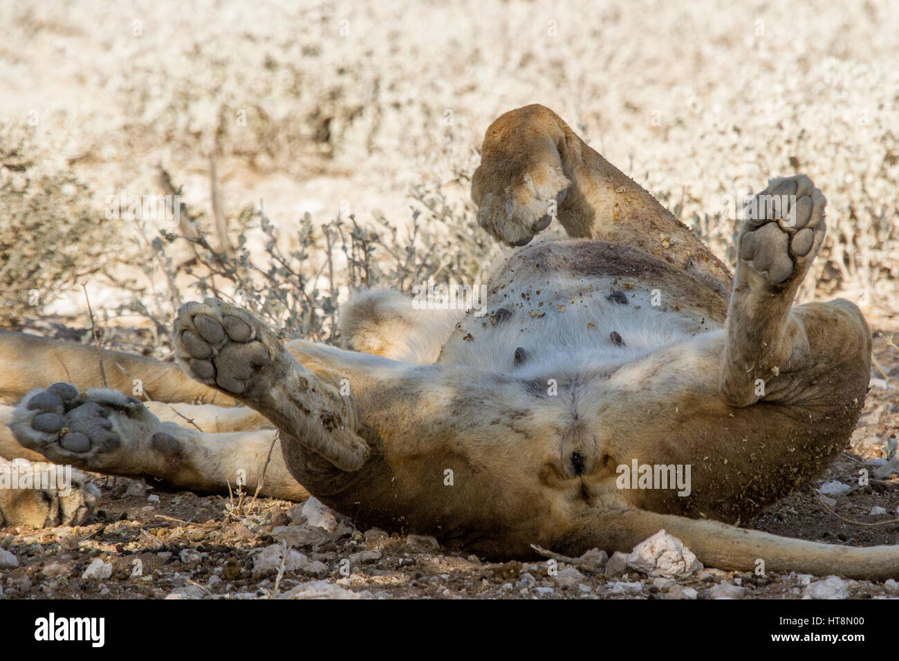 Lion sleeping on back hi-res stock photography and images - Alamy