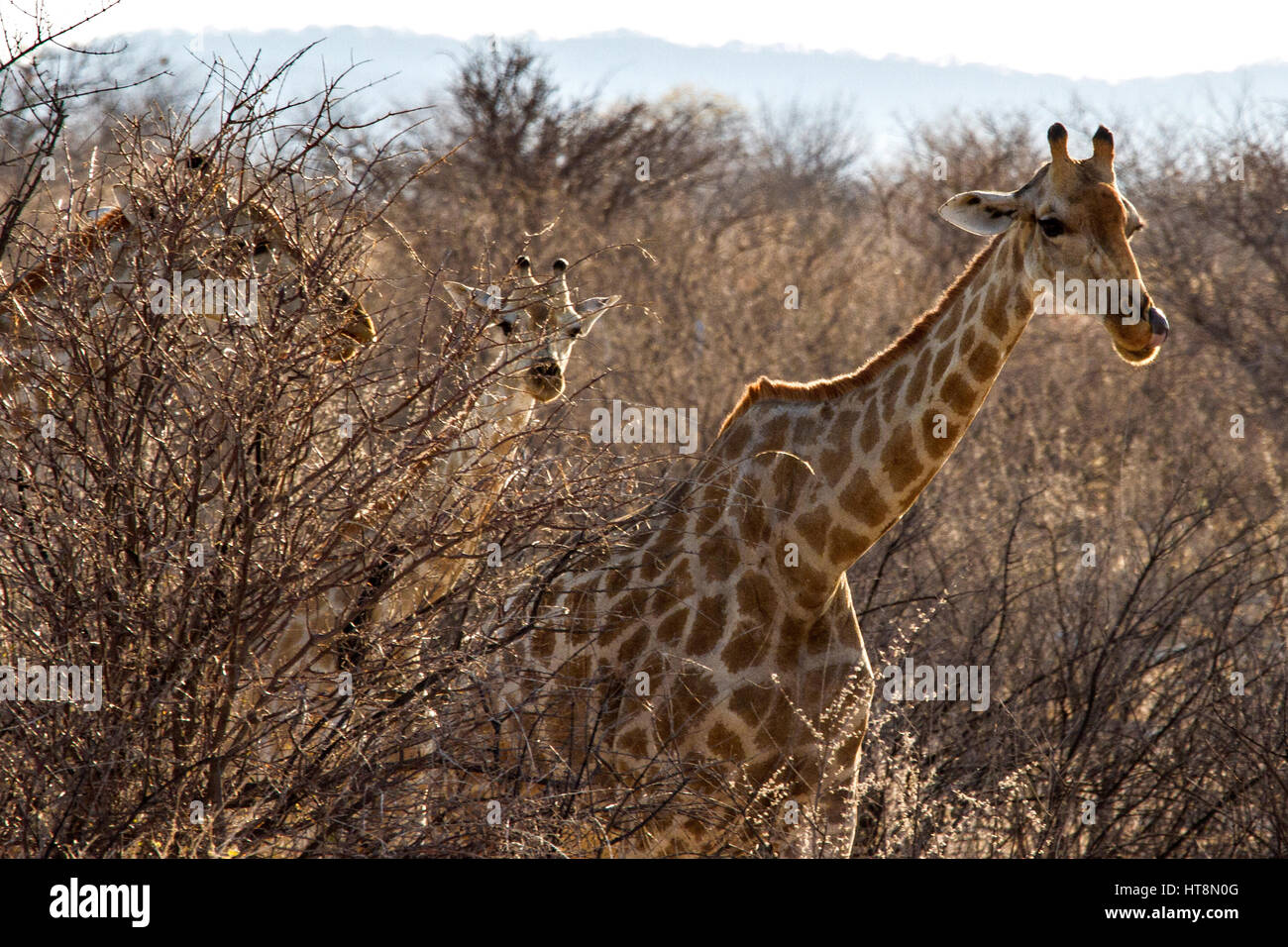 Interested young giraffe with family peering out of the bush Stock ...
